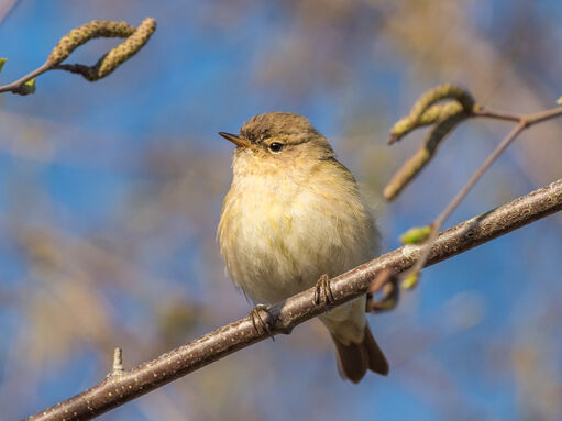 Spring | Wildlife Watch