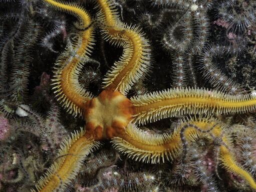 National Marine Week | Wildlife Watch