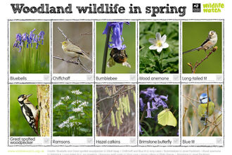 Spring | Wildlife Watch