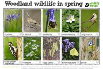 Spring | Wildlife Watch