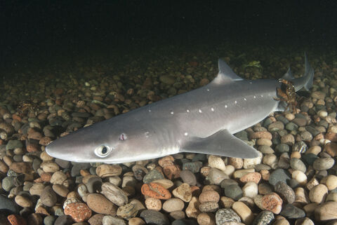 Ci pigog | Wildlife Watch