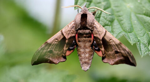 Marvellous moths! | Wildlife Watch