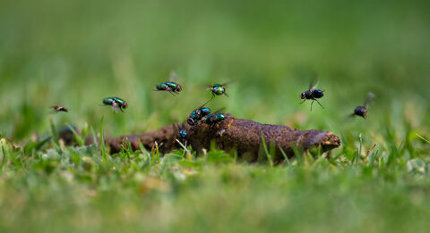 Identify animal poo | Wildlife Watch