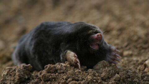 Mole | Wildlife Watch