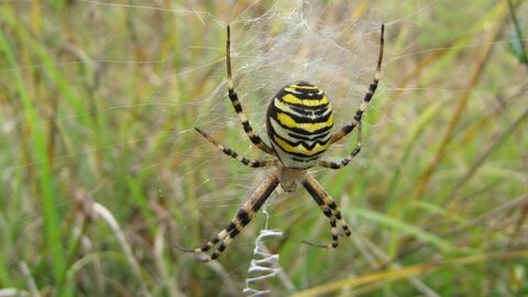 Wasp spider | Wildlife Watch