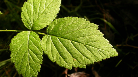 Bramble | Wildlife Watch