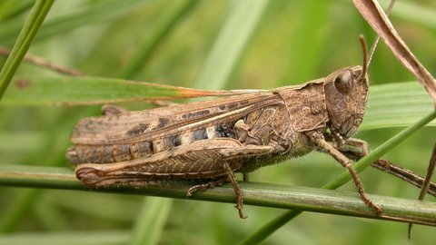 Common field grasshopper | Wildlife Watch