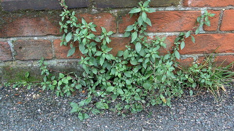Pellitory-of-the-wall | Wildlife Watch
