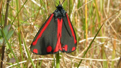Cinnabar | Wildlife Watch
