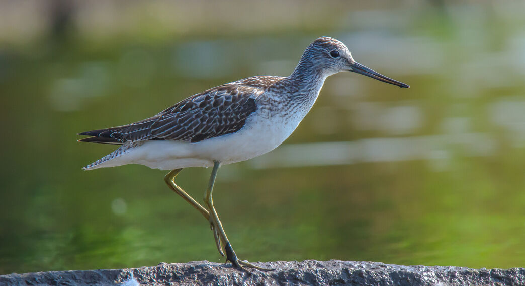 Identify waders | Wildlife Watch