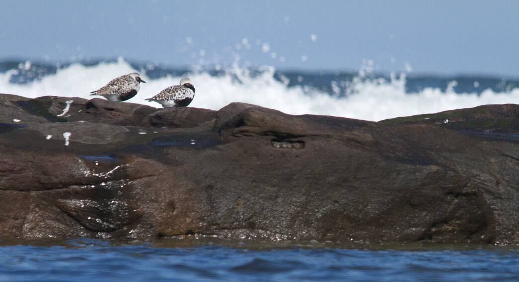 Identify waders | Wildlife Watch