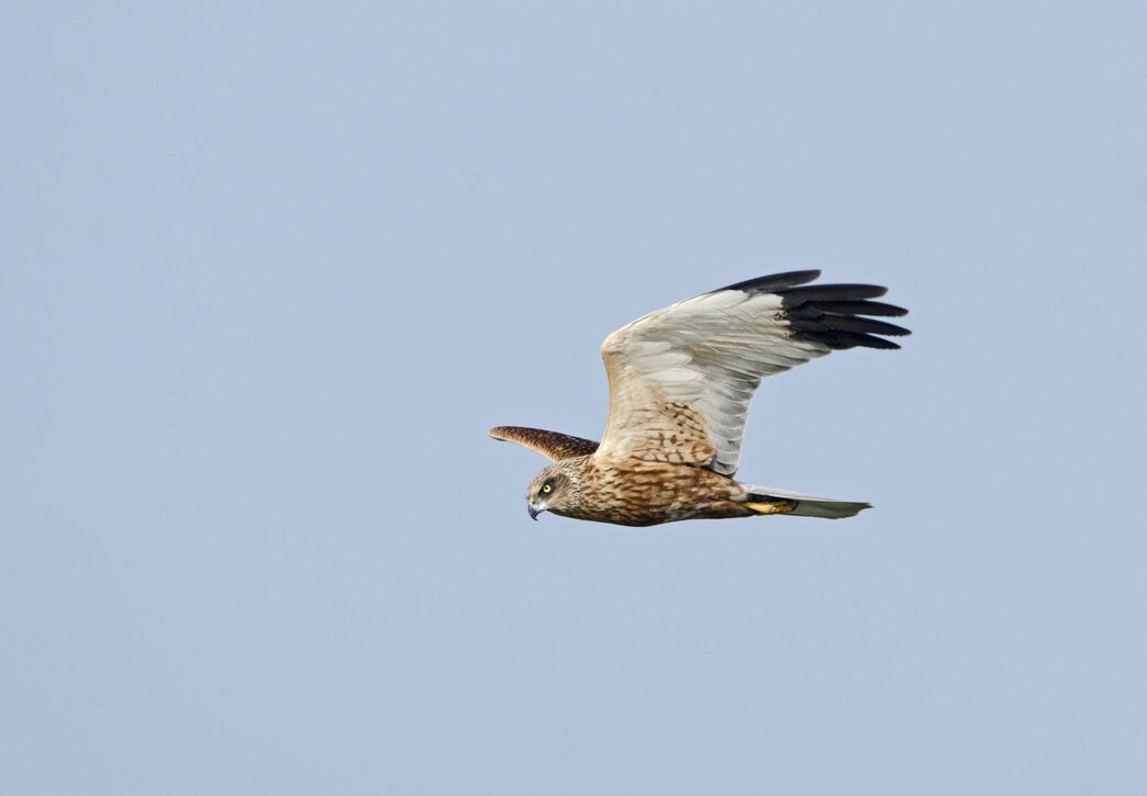 Where to see birds of prey | Wildlife Watch