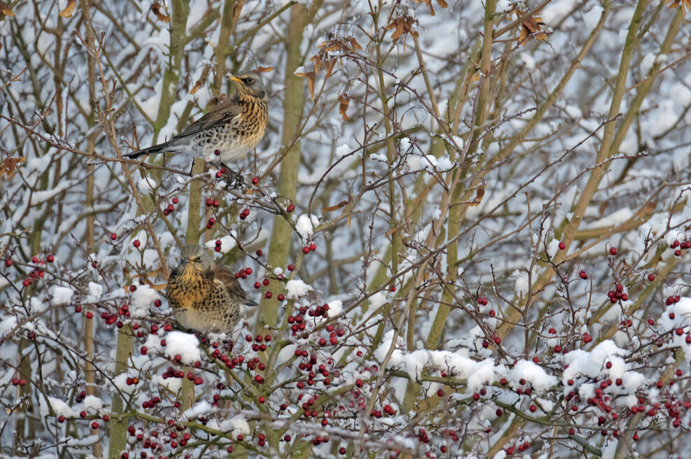 Winter | Wildlife Watch