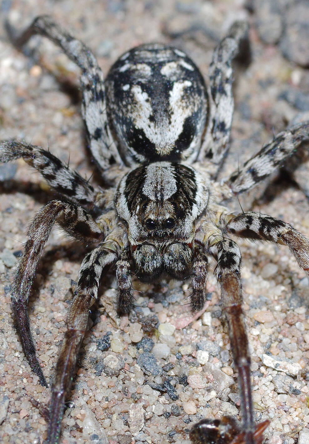 Spiders of the quantum realm… | Wildlife Watch