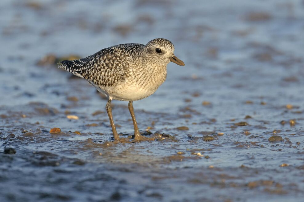 Identify waders | Wildlife Watch