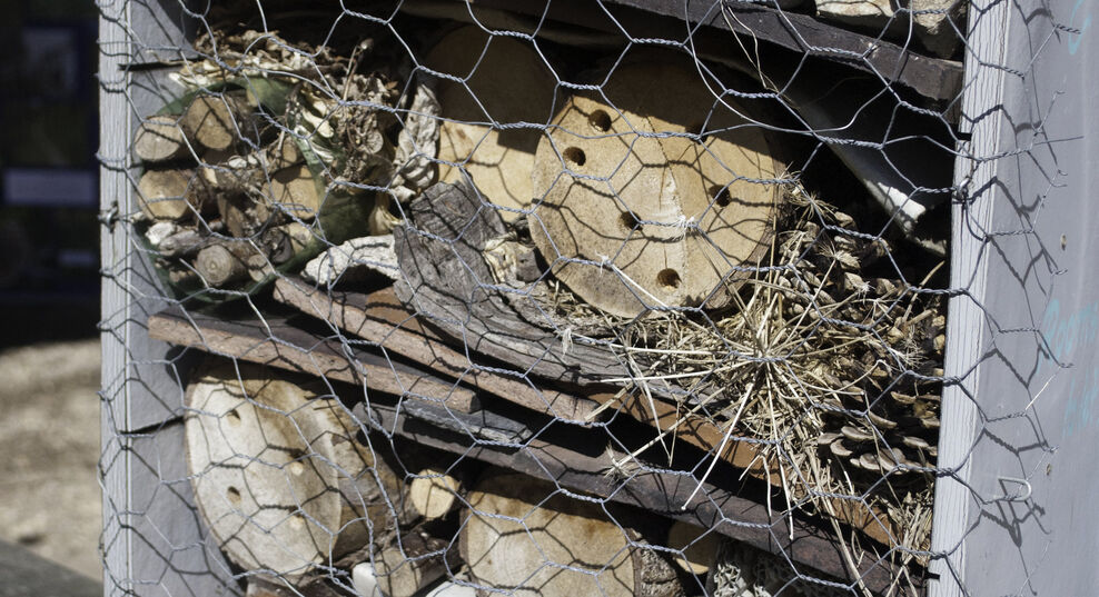 Make a bug hotel | Wildlife Watch