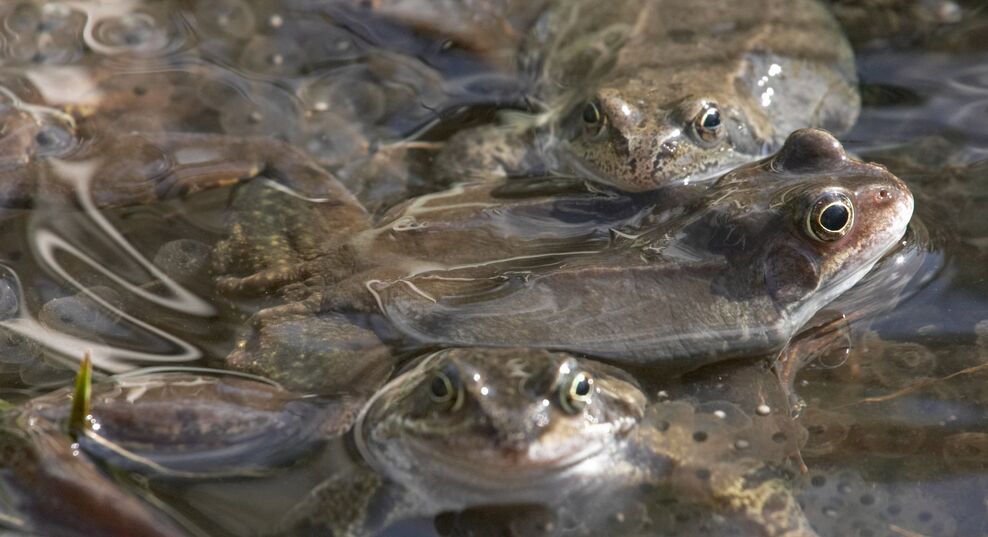 Spring | Wildlife Watch