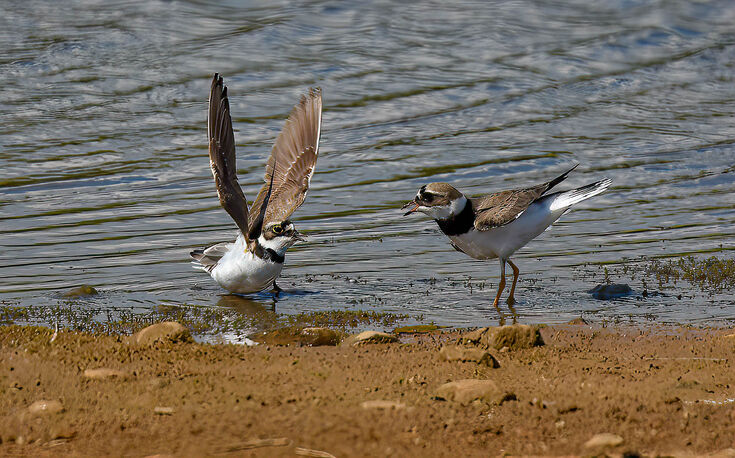 Identify waders | Wildlife Watch