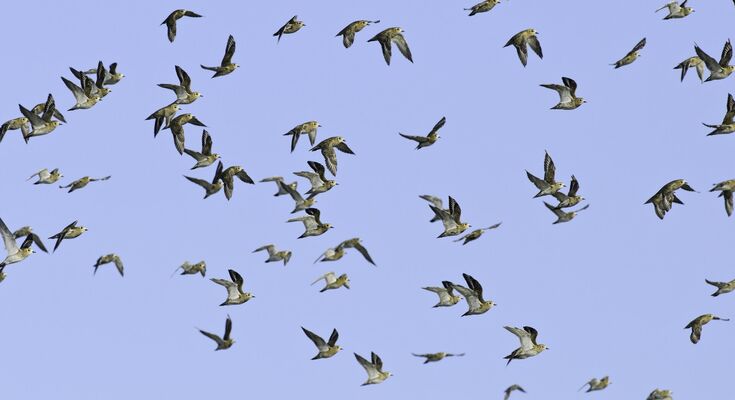 Identify waders | Wildlife Watch