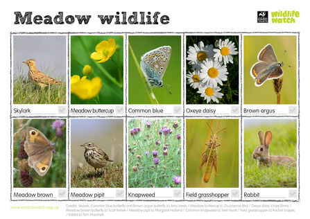 Grassland | Wildlife Watch