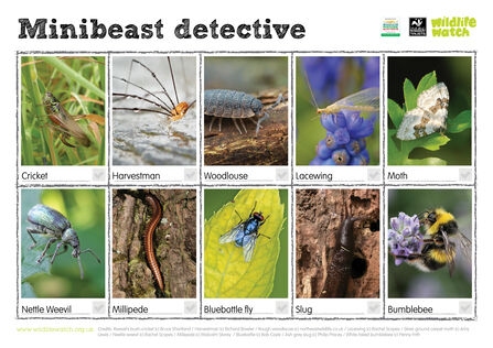Towns and gardens | Wildlife Watch