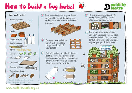 Make a bug hotel | Wildlife Watch