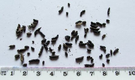 Poo Dunnit | Wildlife Watch
