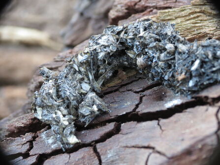 Poo Dunnit | Wildlife Watch