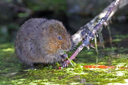 Poo Dunnit | Wildlife Watch