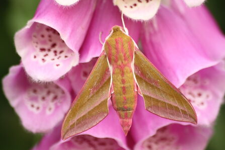 Handsome hawk-moths | Wildlife Watch