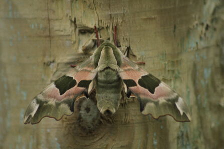 Handsome hawk-moths | Wildlife Watch