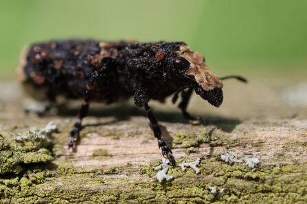 Take a bug safari | Wildlife Watch