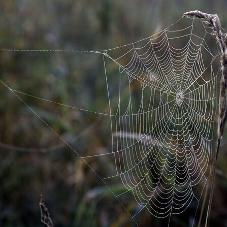 Action for Insects Schools Guide | Wildlife Watch