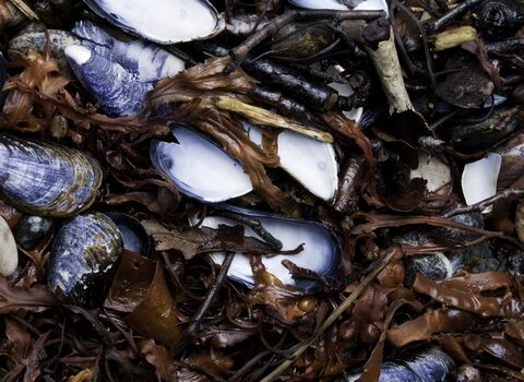 National Marine Week | Wildlife Watch